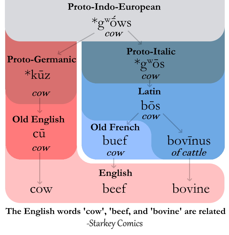 Surprising Doublets: Cow, Beef, and Bovine - Starkey Comics