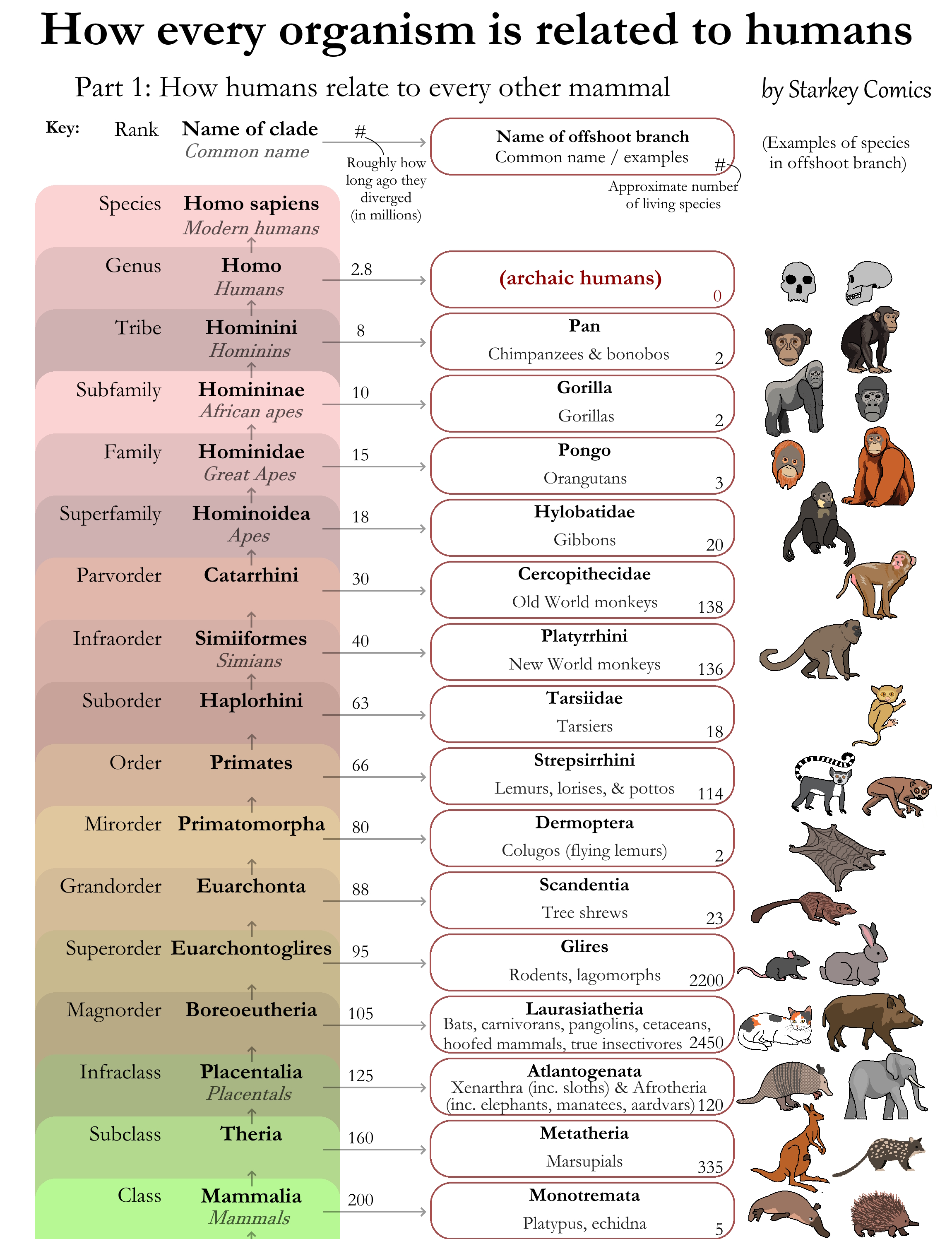 How every other organism is related to humans - Starkey Comics